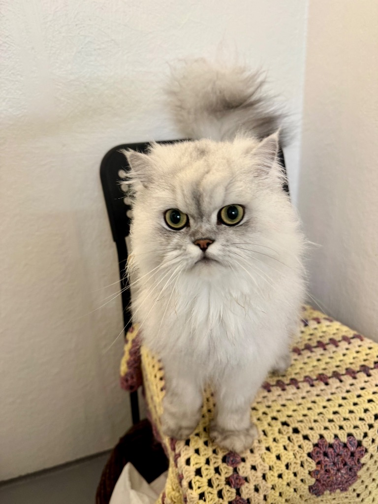 Fin & Mitzy - Cat & Rabbit Rescue Center