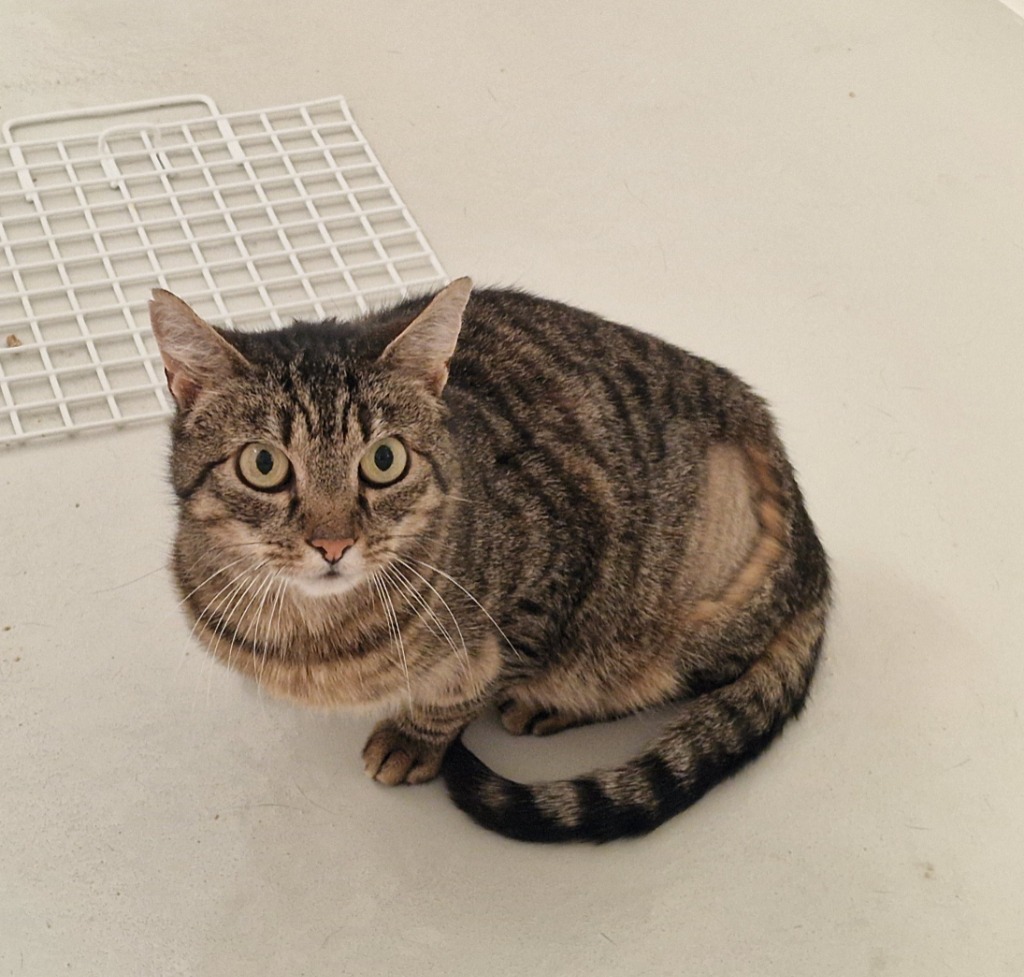 Fin & Mitzy - Cat & Rabbit Rescue Center