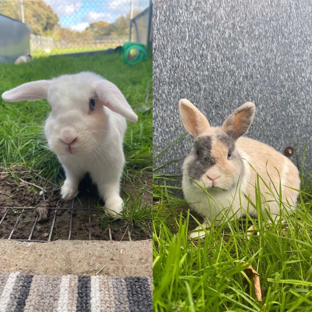 Barbados Cherry - Cat & Rabbit Rescue Center