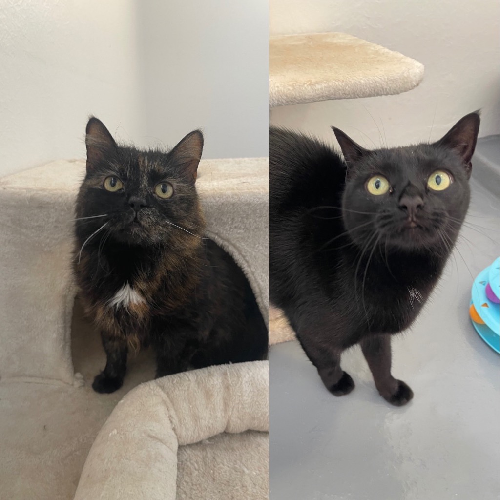 Solvi & Lella - Cat & Rabbit Rescue Center