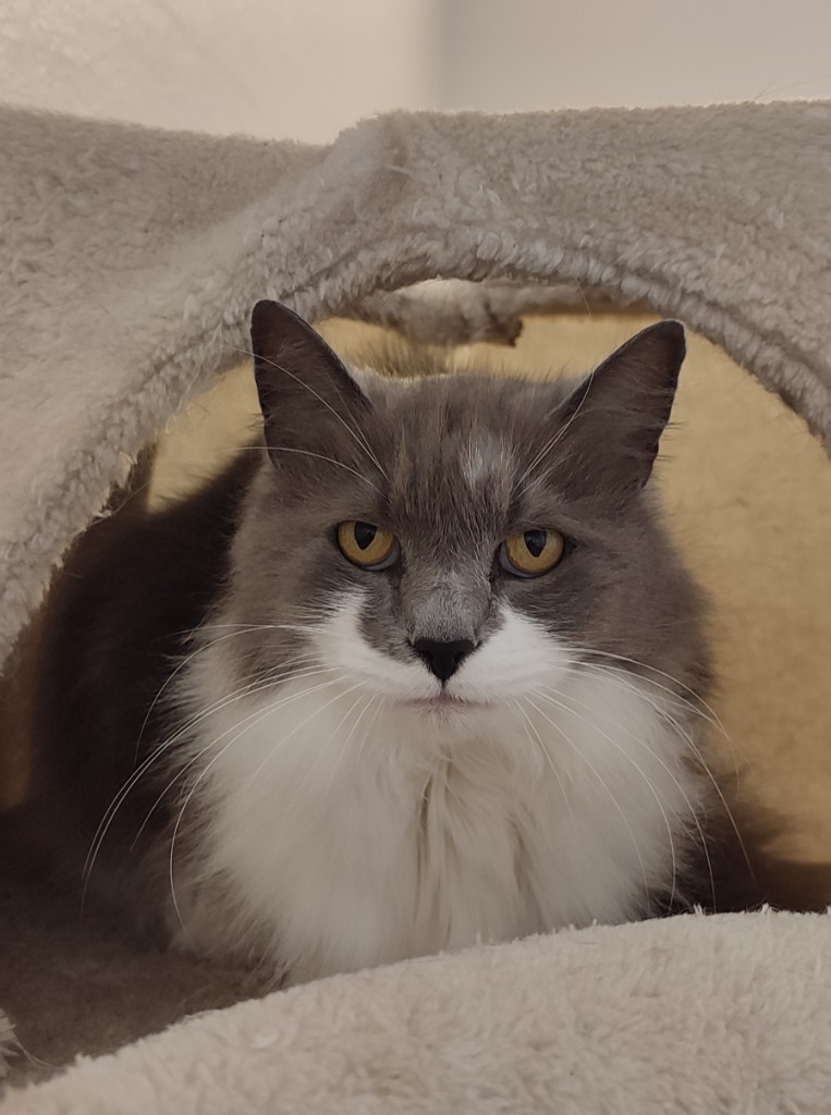 Tilly - Cat & Rabbit Rescue Center