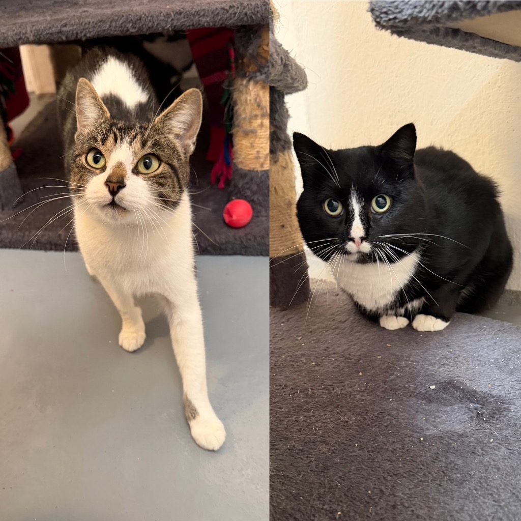 Dove & Yeti - Cat & Rabbit Rescue Center