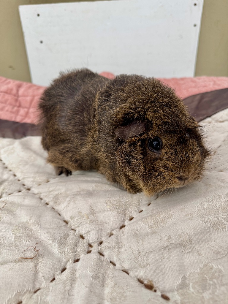 Pickles - Cat & Rabbit Rescue Center